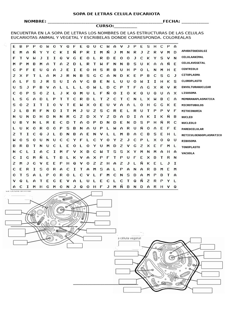 Sopa de Letras Celula Eucariota | PDF