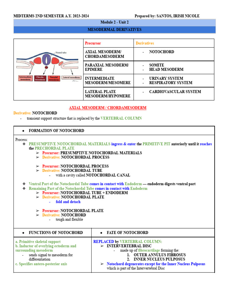 Midterm - DevBio 3 - Mesoderm | PDF | Atrium (Heart) | Ventricle (Heart)