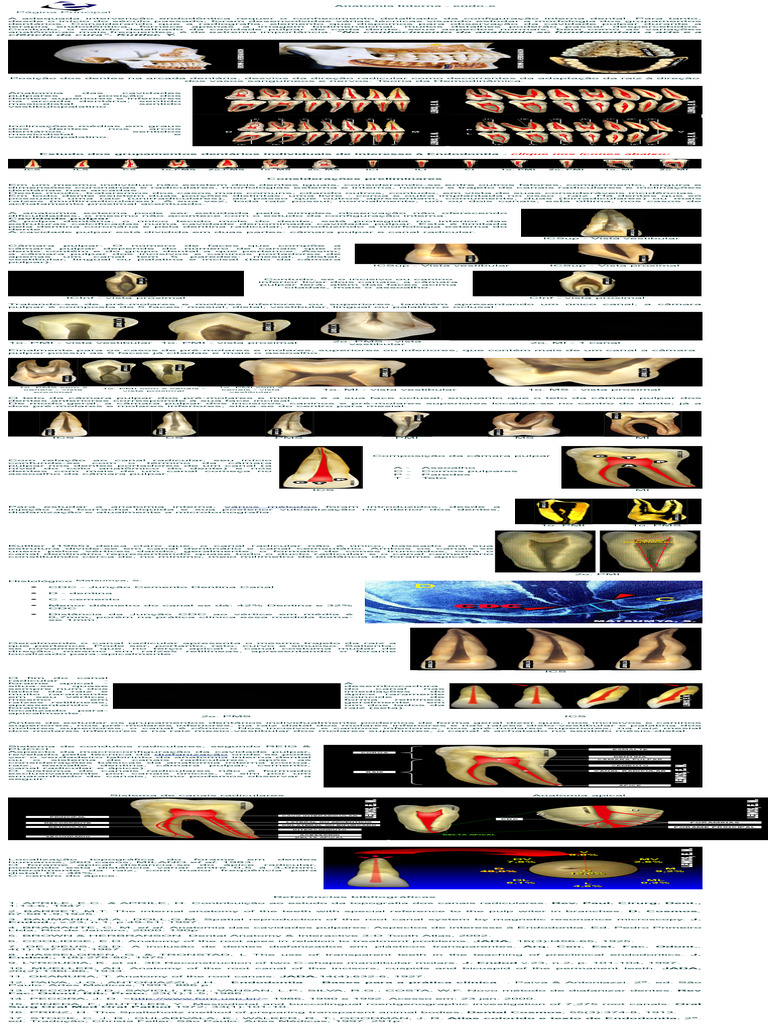 Endo-E - Anatomia Interna | PDF | Dente humano | Dentina