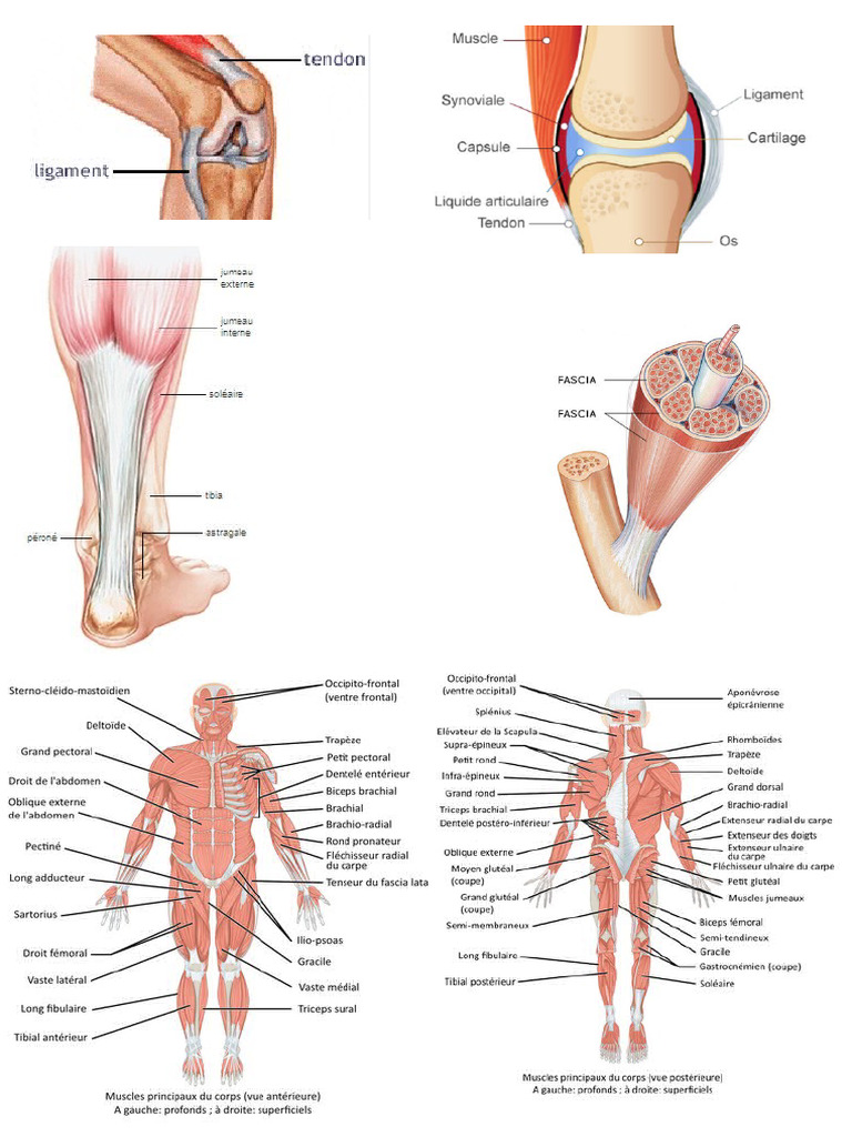 Muscles Tendons Articulations | PDF