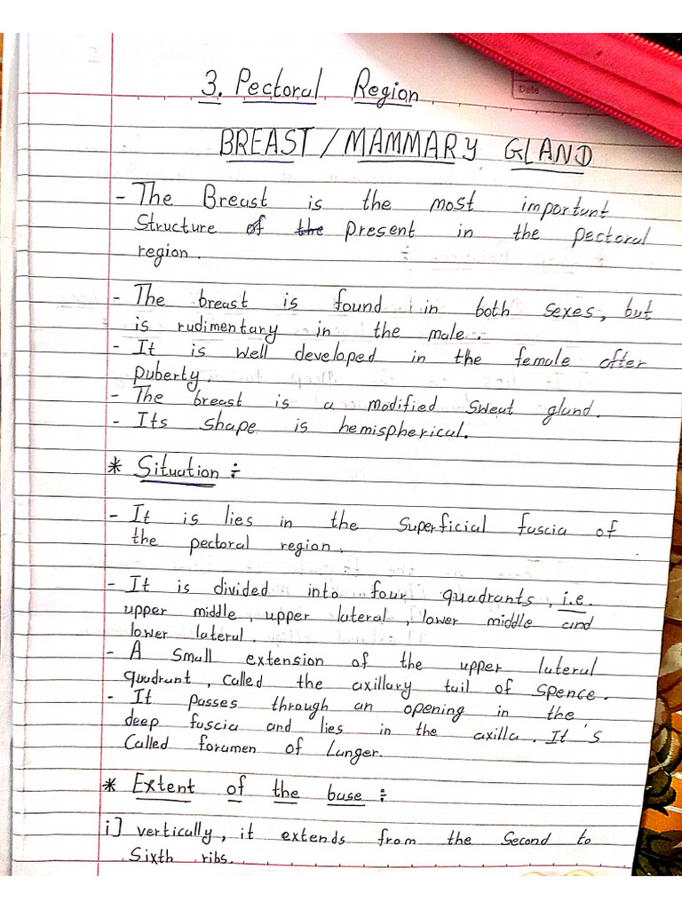 Upper Limb Anatomy Notes | PDF