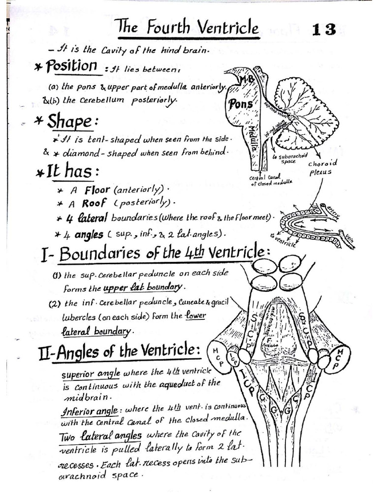 Pocket Book Anatomy | PDF