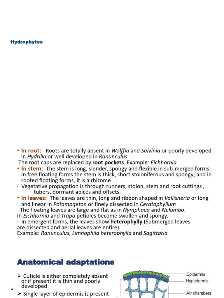 Ecological Adaptations in Plants | PDF | Leaf | Root