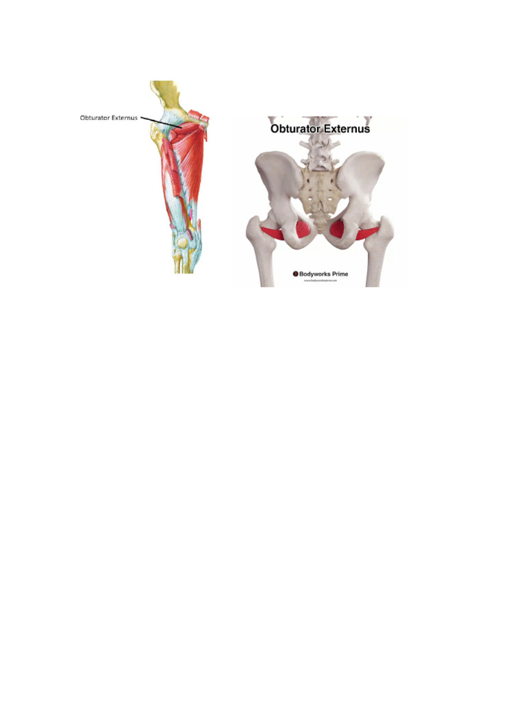 Obturator Externus | PDF