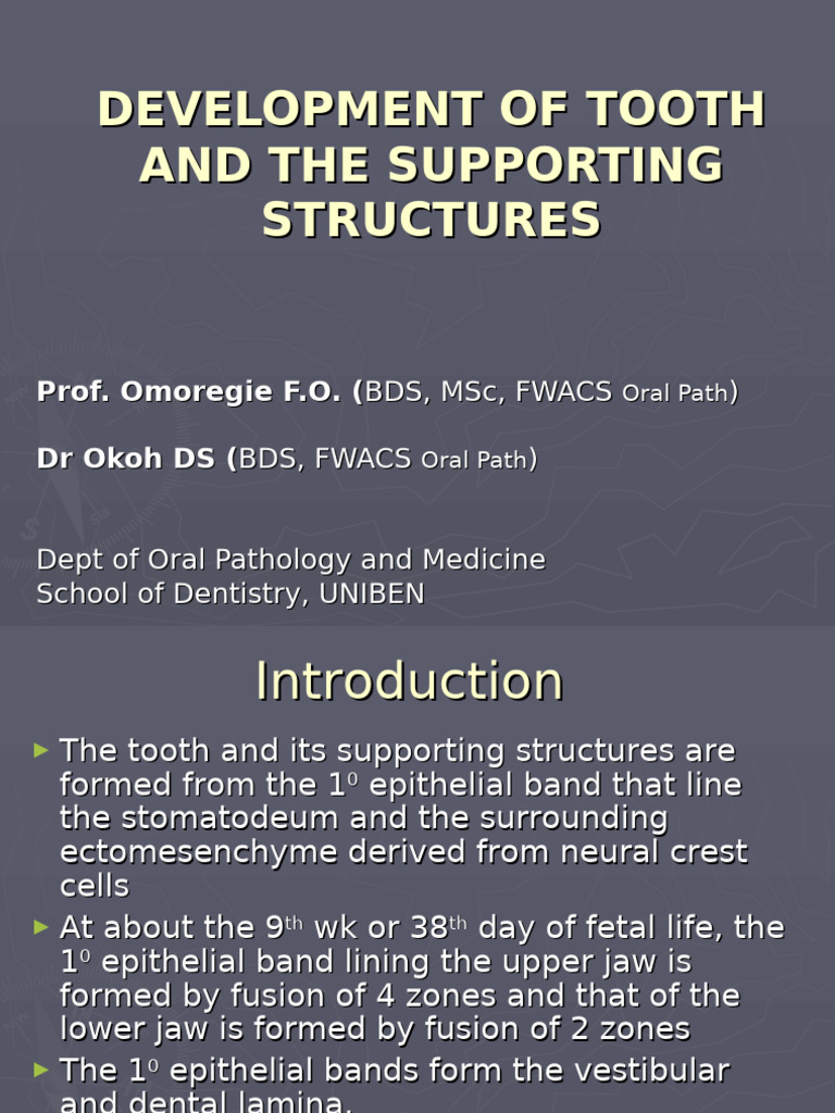 Tooth Development and Structure Formation | PDF | Human Tooth | Dentin