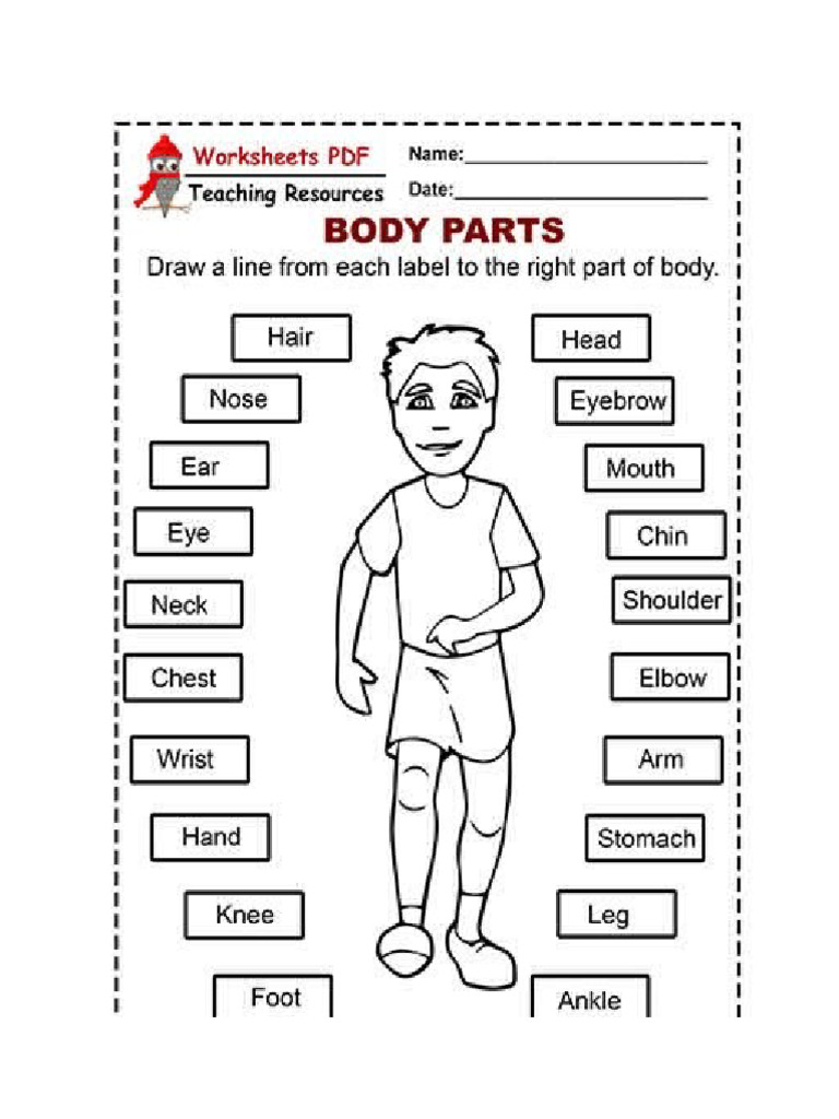 Body Parts | PDF