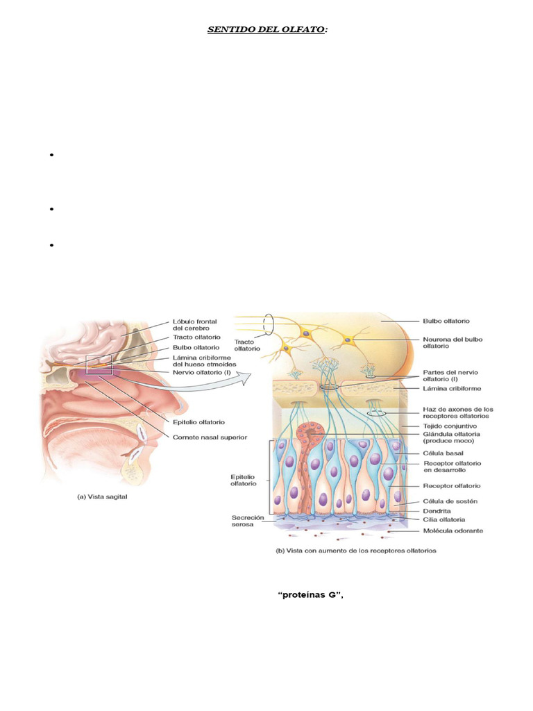 Anatomía y fisiología del olfato | PDF | Sistema olfativo | Anatomía humana