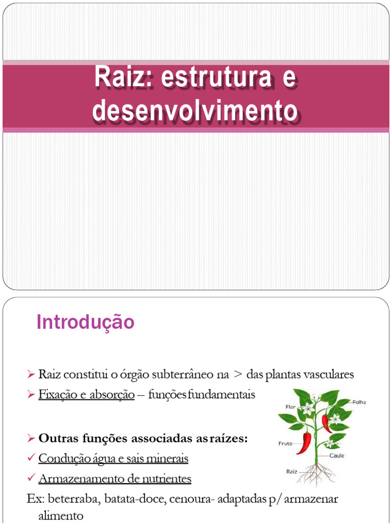 Estrutura e Funções das Raízes das Plantas | PDF | Raiz | Anatomia