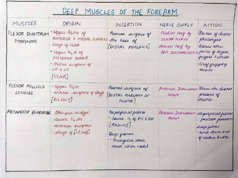 Deep Muscle of Forearm | PDF