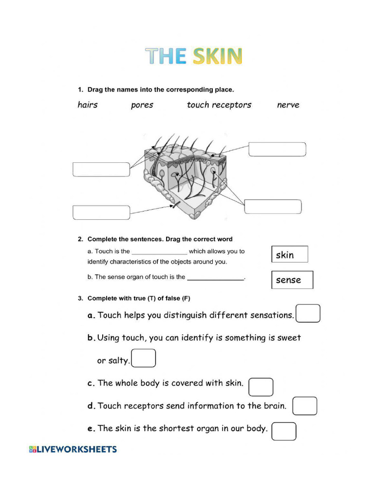 Worksheet Skin | PDF
