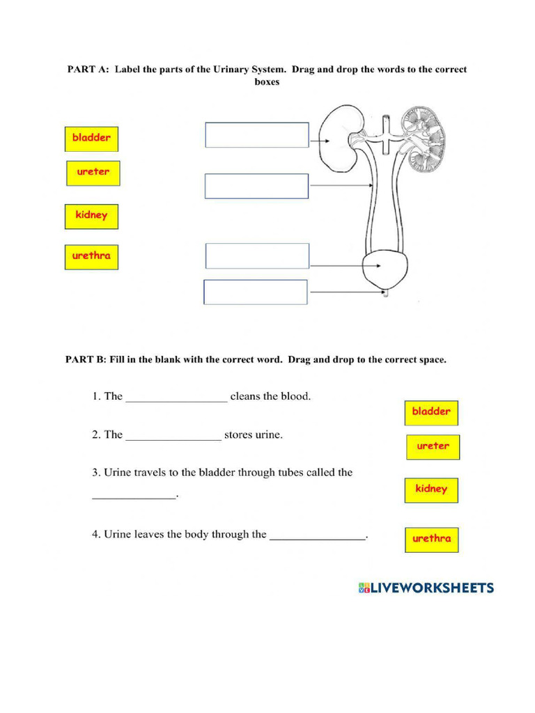 Kidney Worksheet PDF | PDF