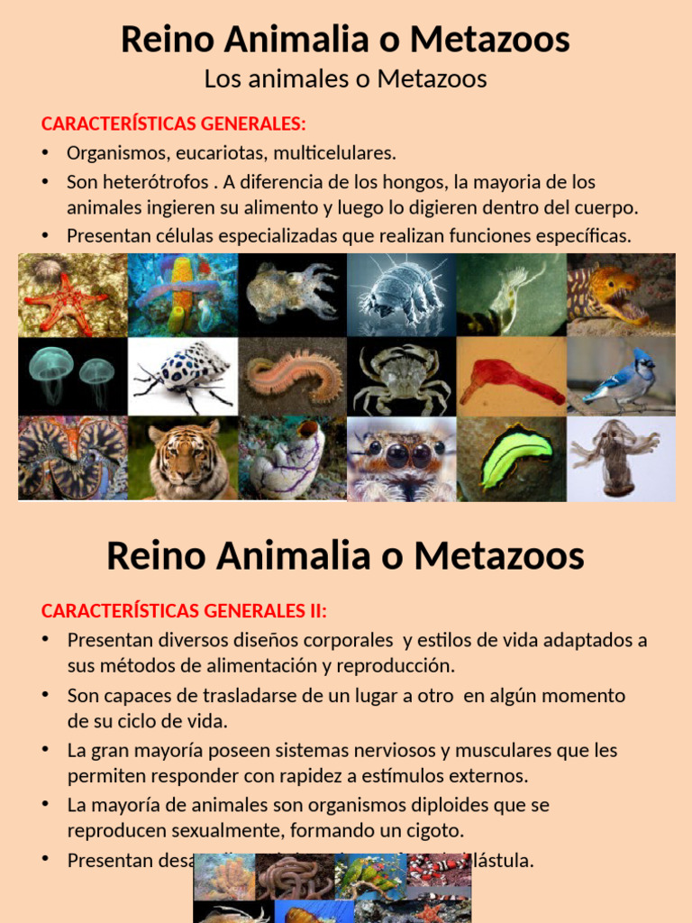 Reino Animalia o Metazoos | PDF | Biología | Zoología