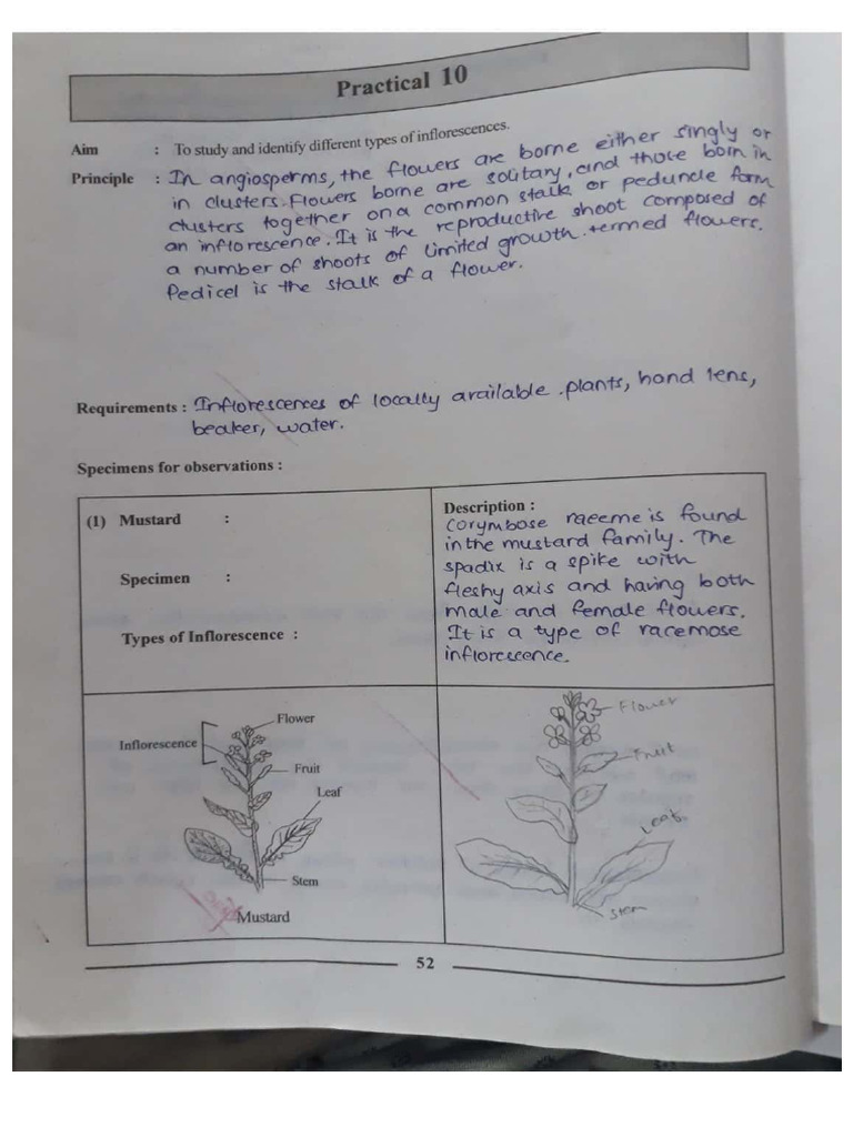 11th Biology practical 1-34-1 | PDF