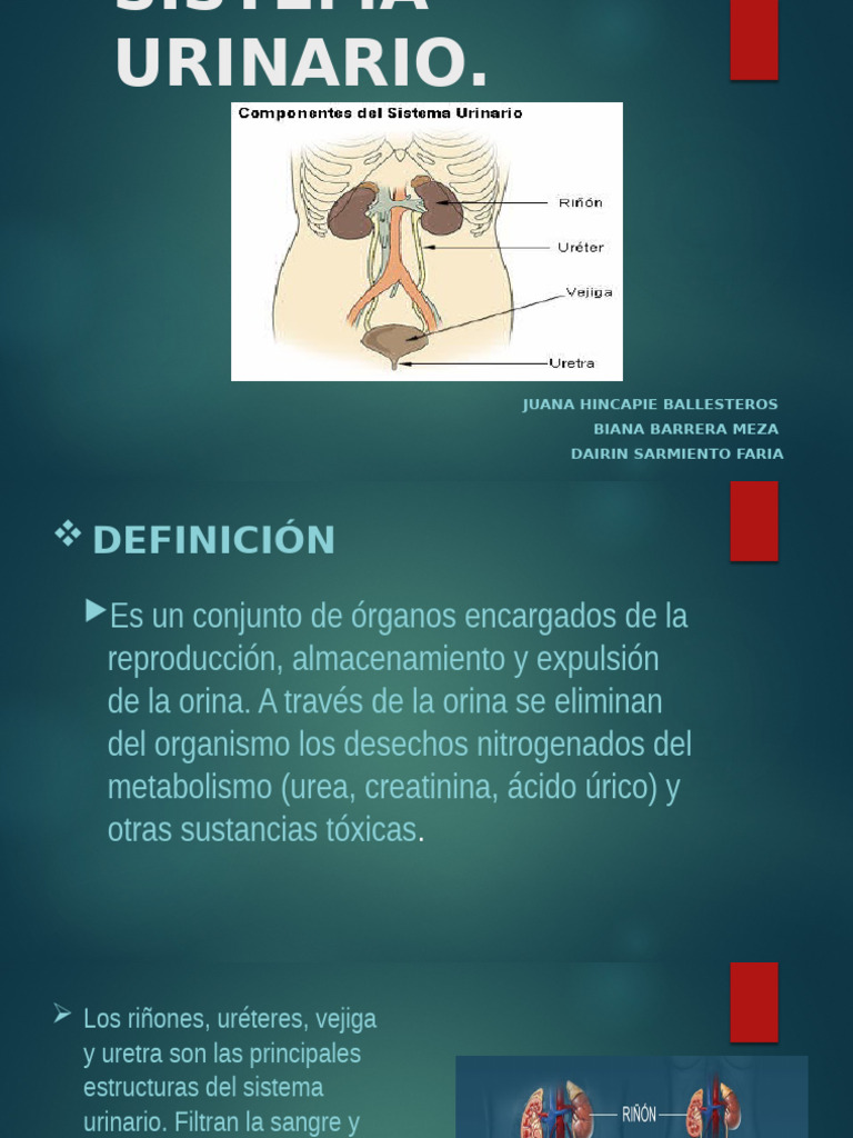 DIAPOSITIVAS SISTEMA URINARIO-1 | PDF | Sistema urinario | Riñón