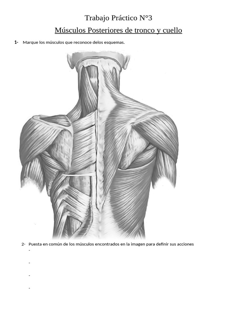 Musculos Del Dorso TP 2020 1 | PDF