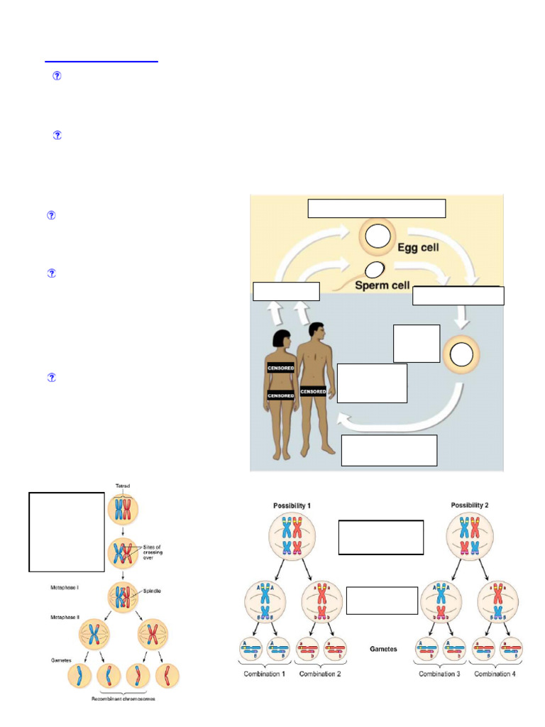 Unit 2B Meiosis (Student Notes) | PDF
