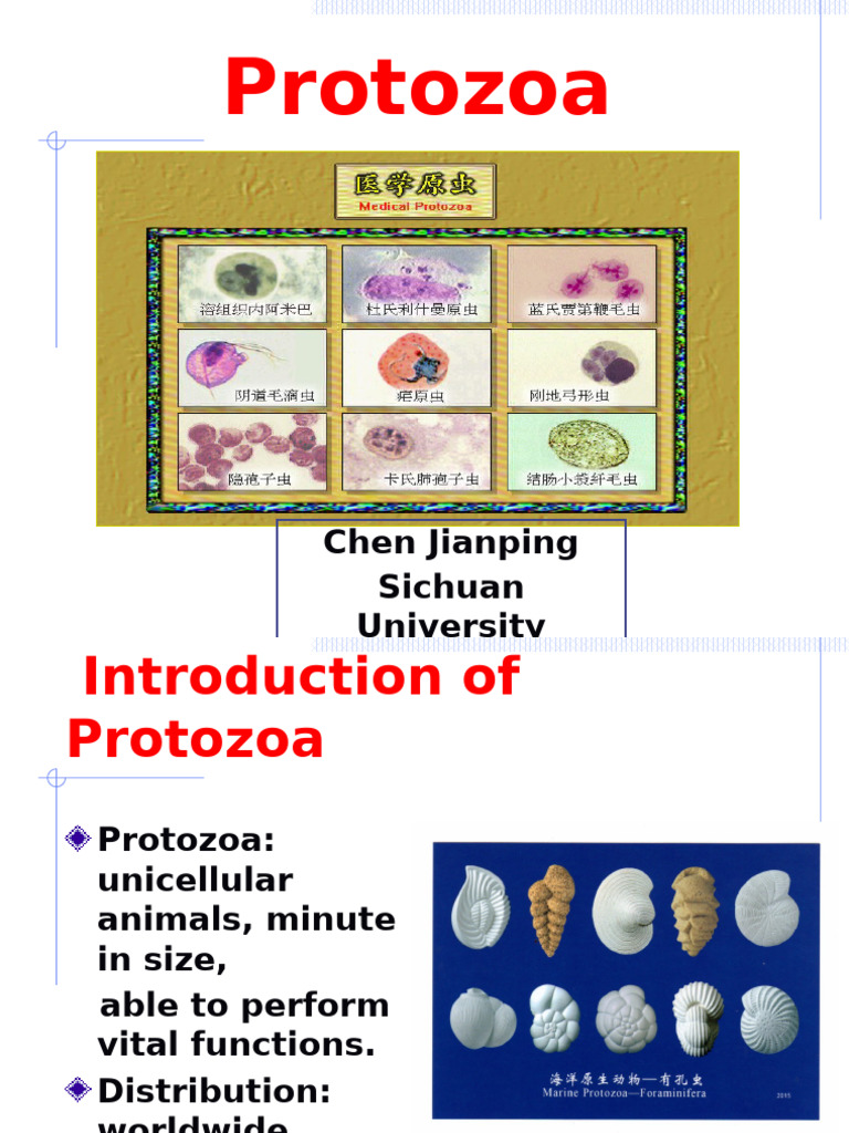 10.protozoa and Lobosea 2024 | PDF | Biology