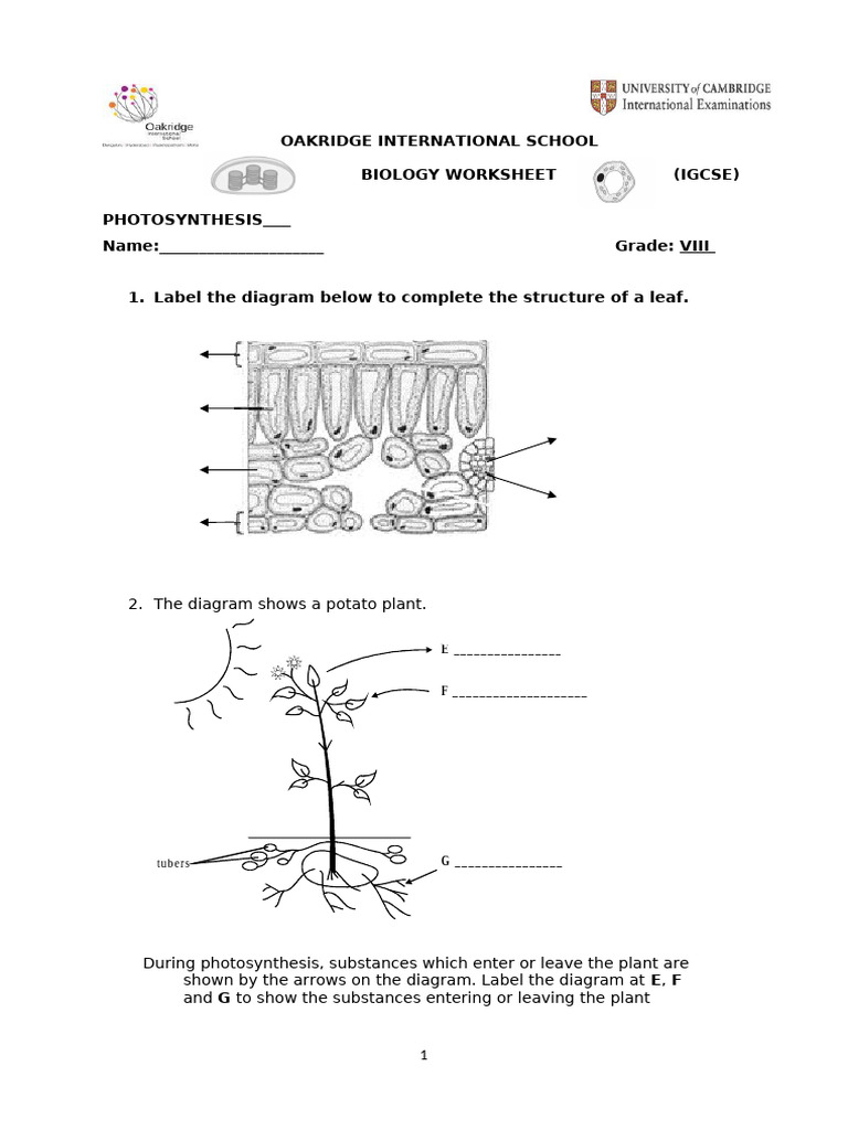 Photosynthesis - Differentiated - WS | PDF | Photosynthesis | Leaf