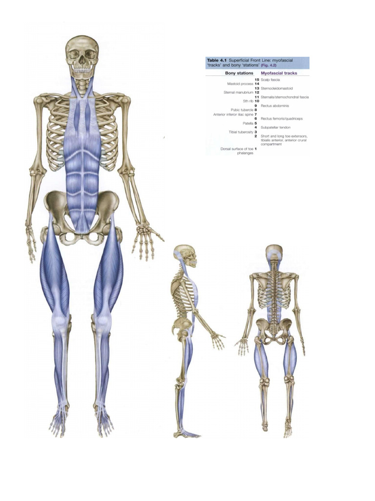2. LINEA FRONTAL SUPERFICIAL ficha - copia | PDF