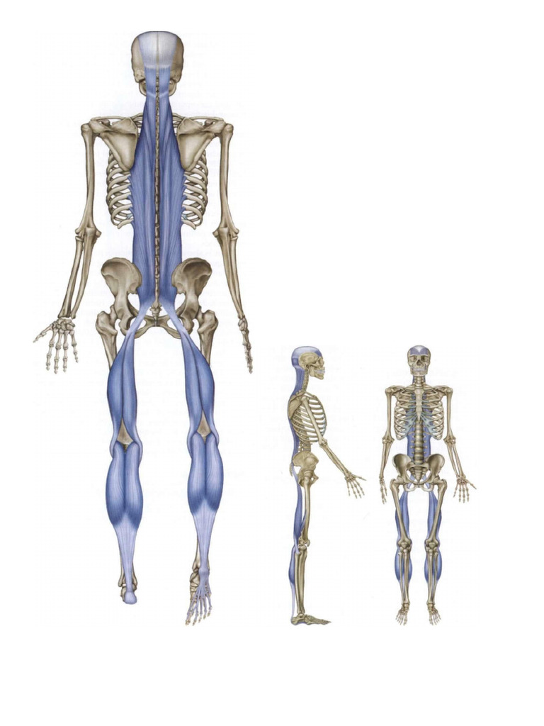 1. LINEA POSTERIOR SUPERFICIAL resumen ficha | PDF | La columna ...