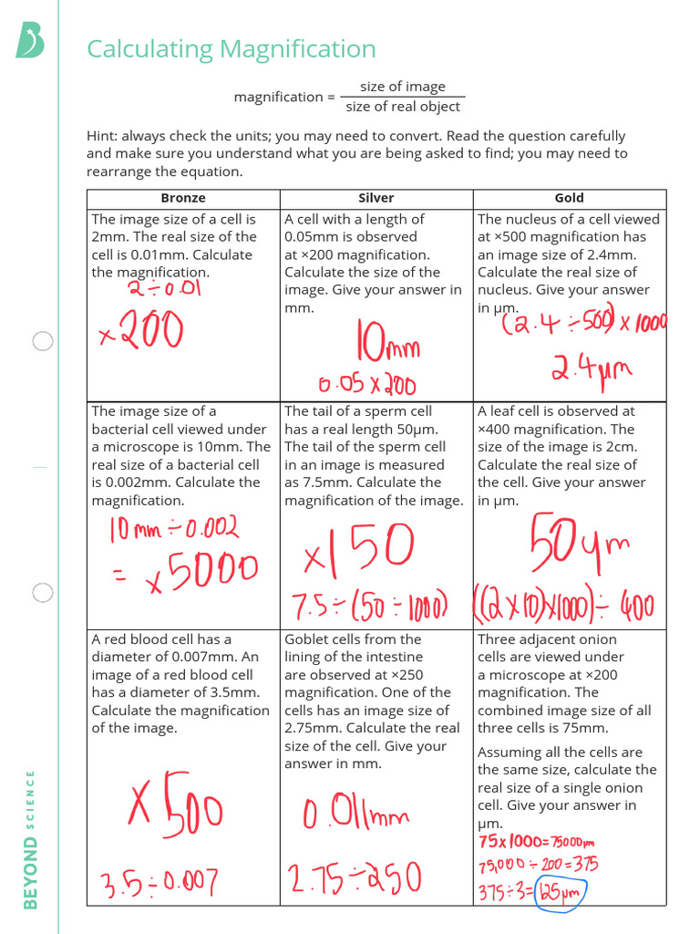 Calculating Magnification Worksheet | PDF