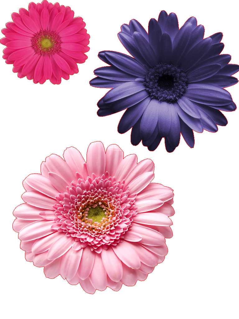 Flores | PDF