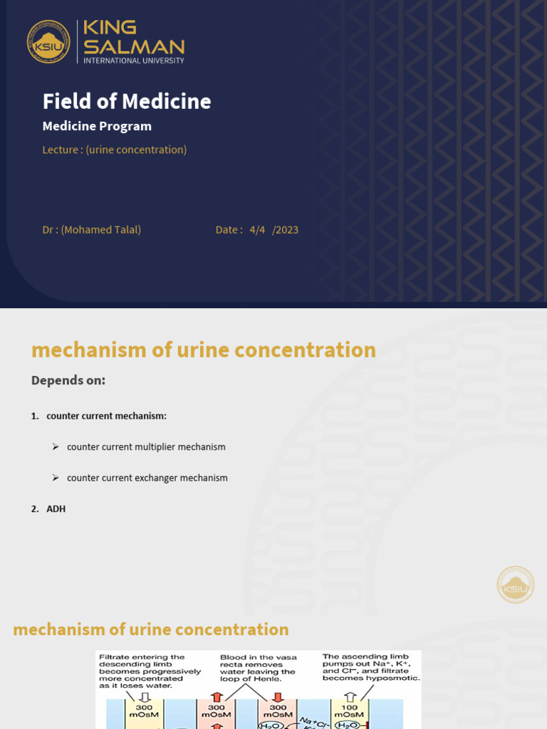Urine Concentration | PDF