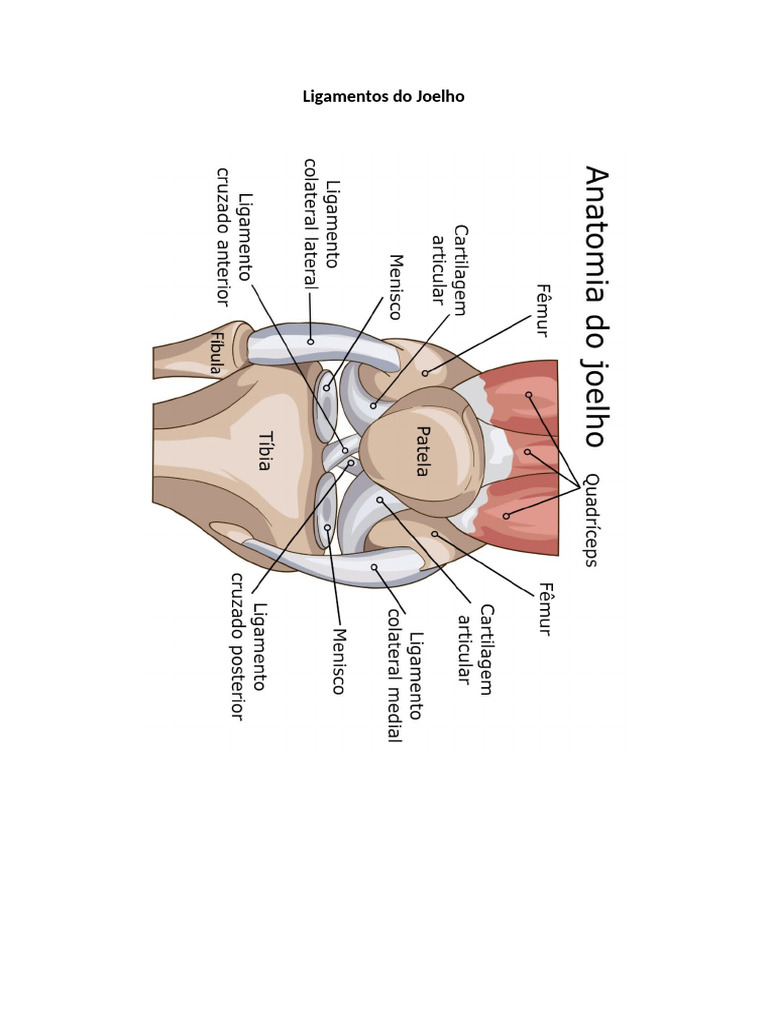 Ligamentos | PDF