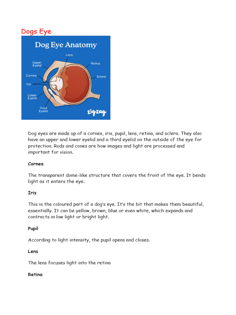Anatomy of a Dog's Eye | PDF