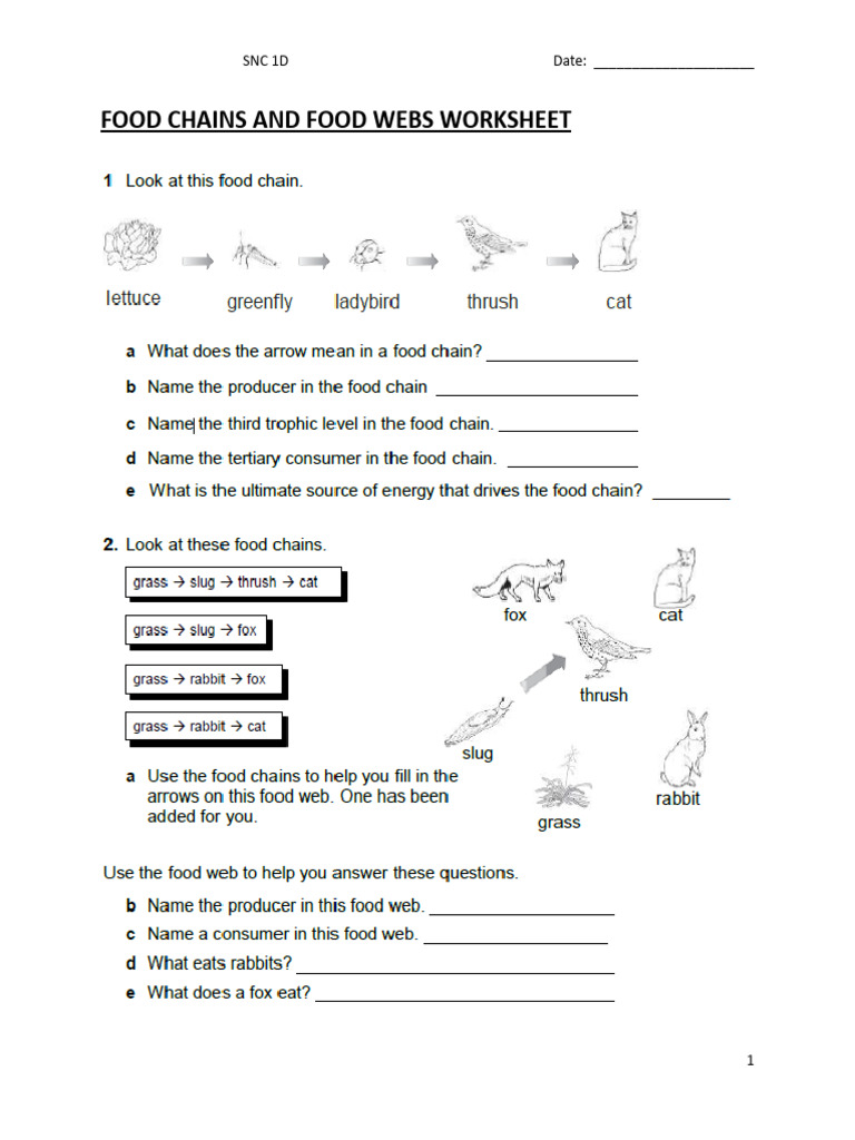 Day 2 - Food Chains - Web - Pyramid Worksheet | PDF