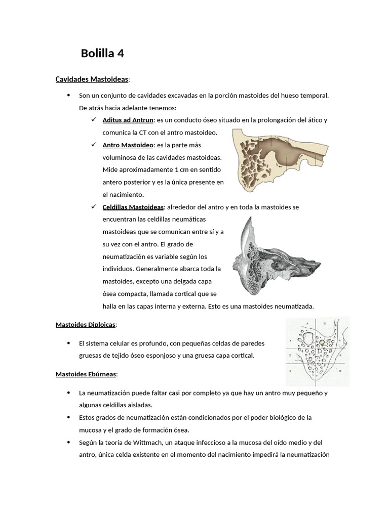 Anatomia de la Audicion | PDF | Hueso | Membrana mucosa
