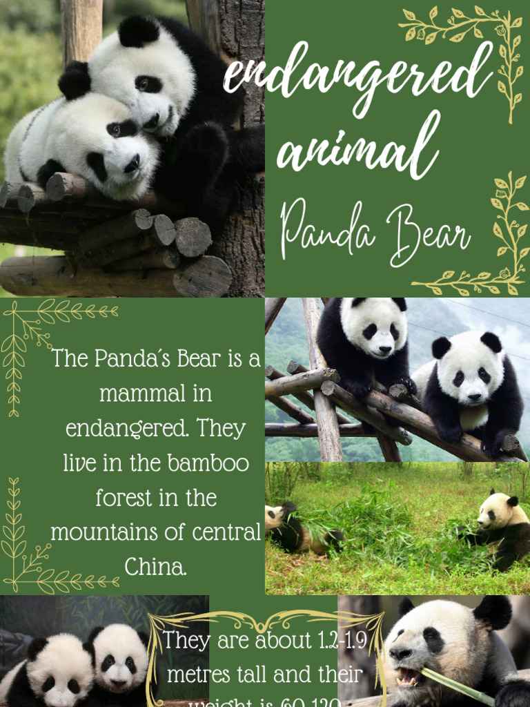 Endangered Panda Bear Facts | PDF