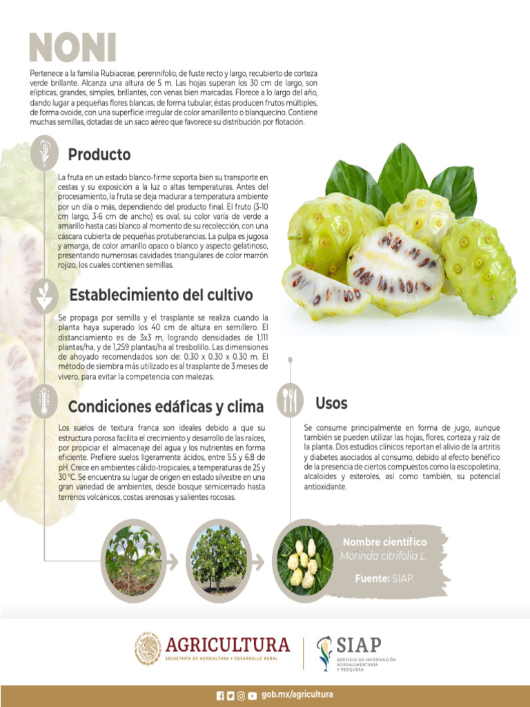Noni Web | PDF | Plantas | Botánica