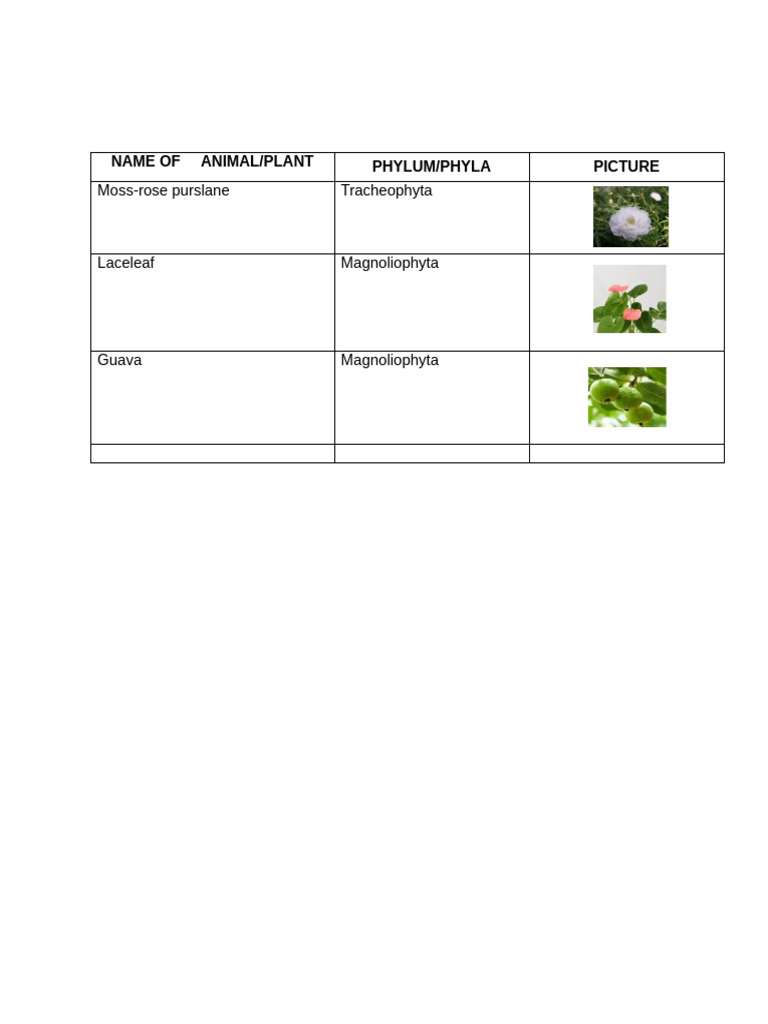 Phylum Phyla | PDF