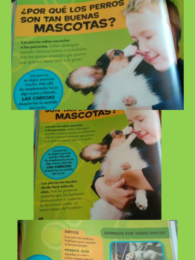 Por Qué Los Perros Son Tan Buenas Mascotas | PDF