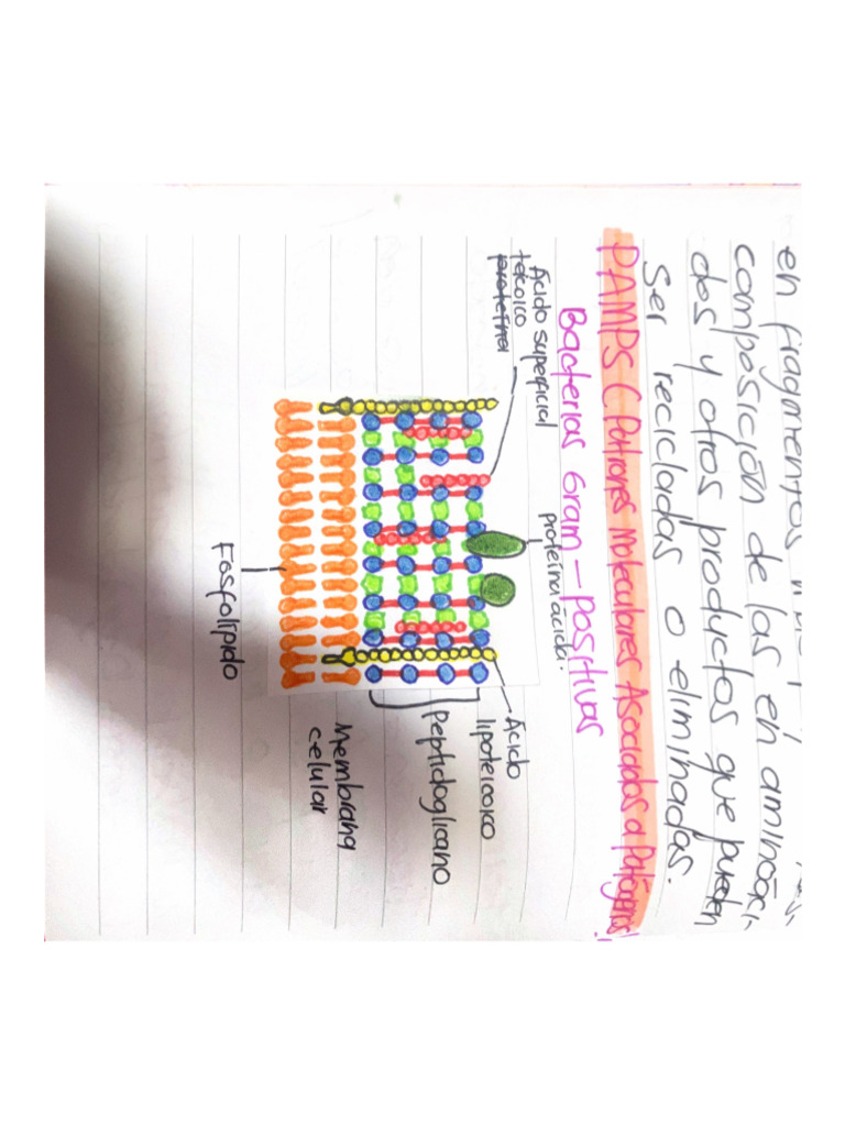 Mayerly Prada Serrano | PDF