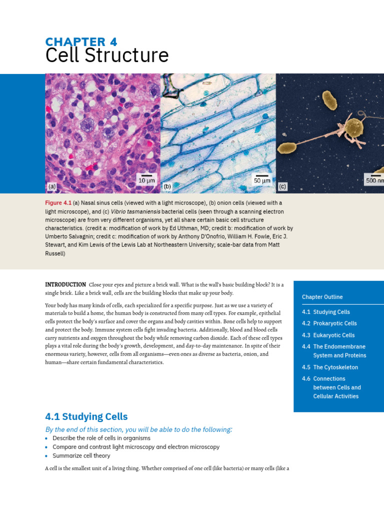 Biology 2e OpenStax Part 4 | PDF | Endoplasmic Reticulum | Cell (Biology)