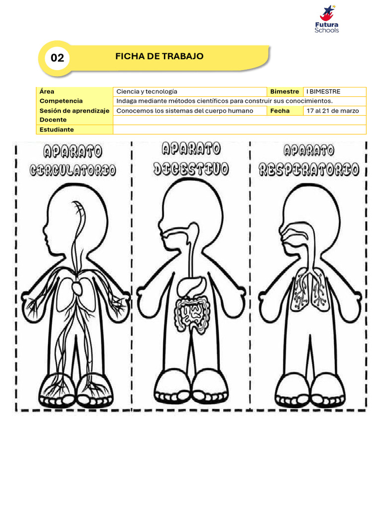 Sistemas del Cuerpo Humano: I Bimestre | PDF