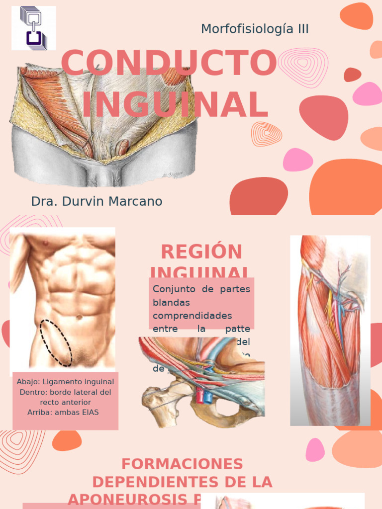 CONDUCTO INGUINAL DRA MARCANO | PDF