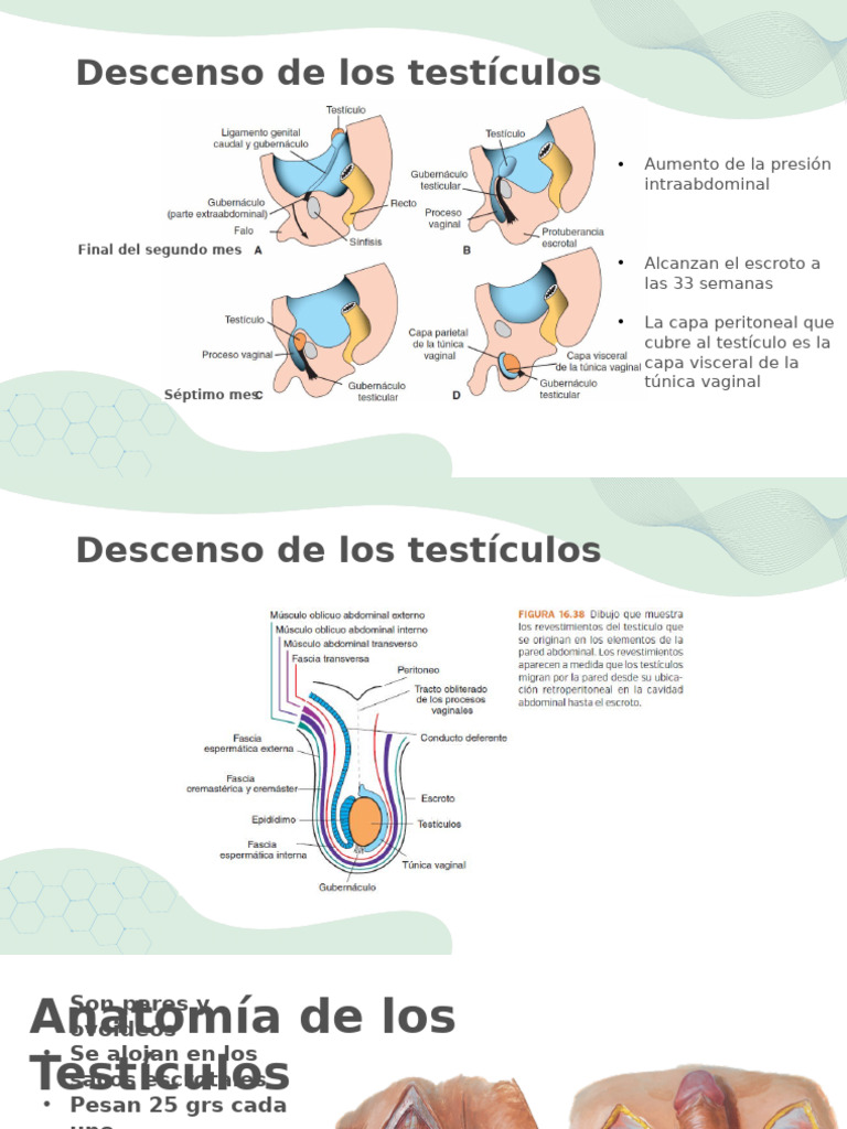 Embriologia y Anatomia Testiculos y Escroto | PDF