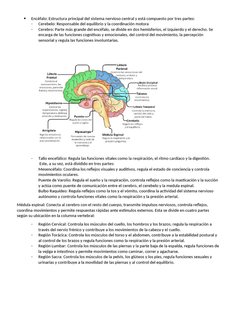 Encéfalo | PDF