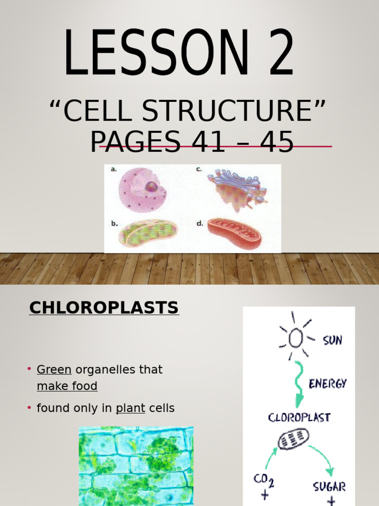 Cell Structures Lesson2 | PDF