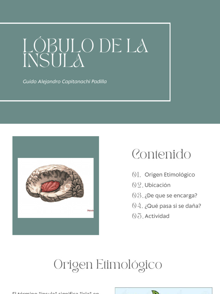Funciones del Lóbulo de la Ínsula | PDF