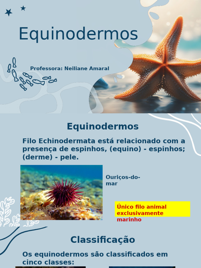 Características dos Equinodermos Marinhos | PDF | Zoologia