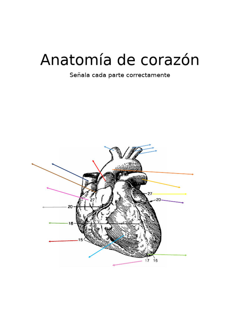 Anatomía del Corazón Desglosada | PDF