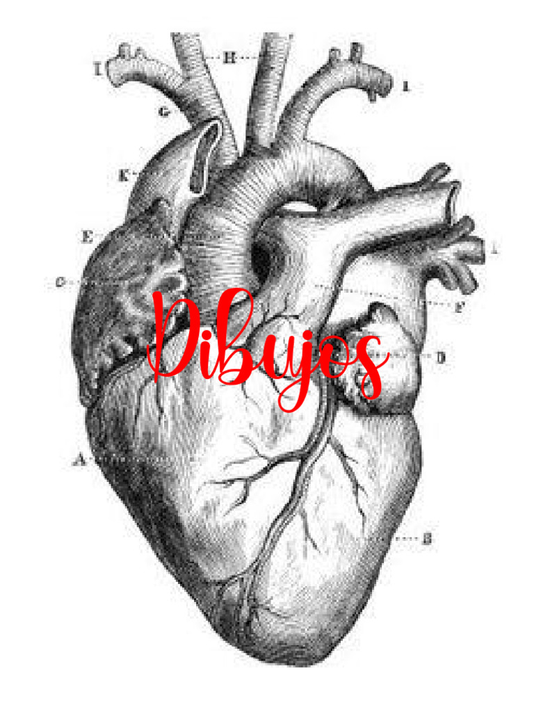 DESCRIPCIÓn Tarea Cardio1 | PDF | Corazón | Ventrículo (corazón)