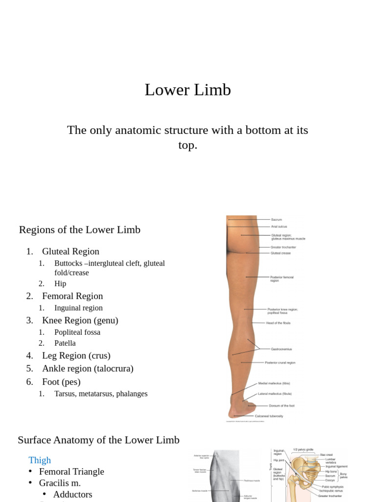Anatomy of the Lower Limb Regions | PDF | Human Leg | Knee