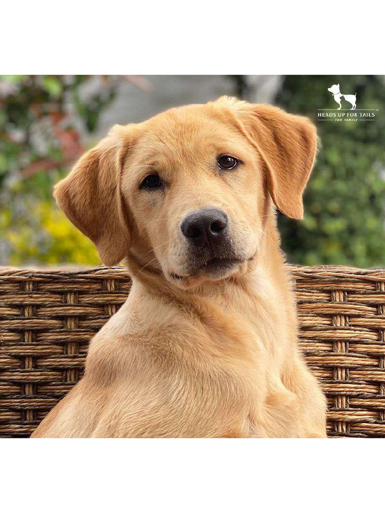 Golden Retriever | PDF