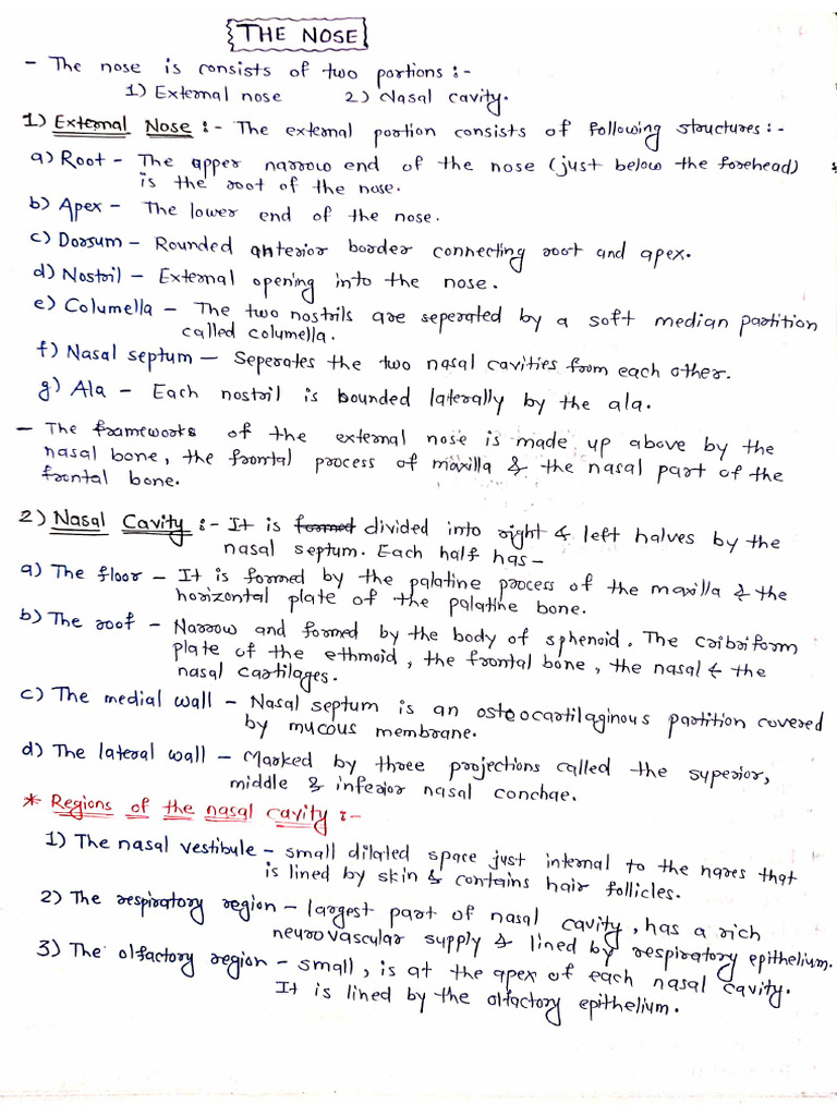 Anatomy of Nose | PDF