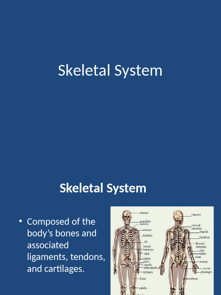 Skeletal system Anatomy | PDF | Skeleton | Bone